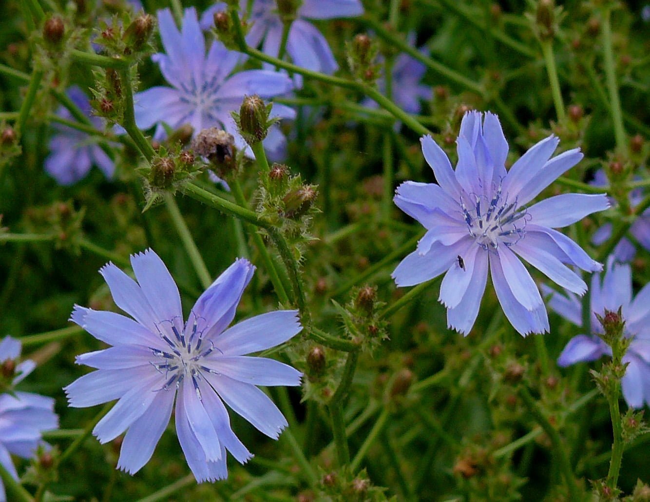Čekanka obecná (Cichorium intybus) | Časopis ROOTS... Časopis s kořeny...